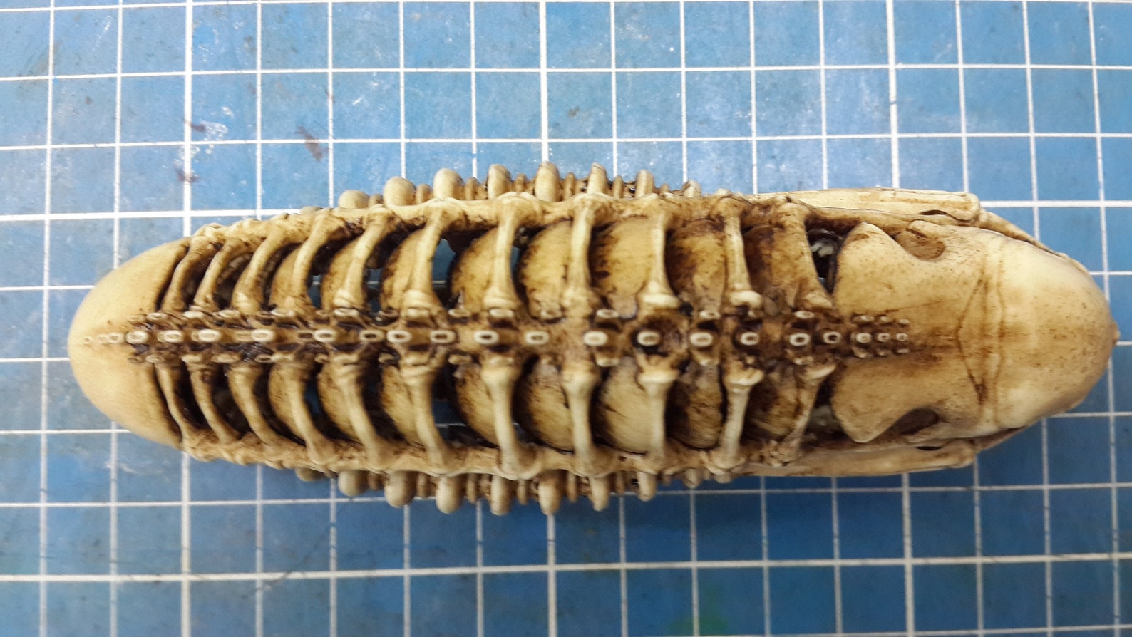 Xenomorph Alien Skull 1/6 Scale - Etsy