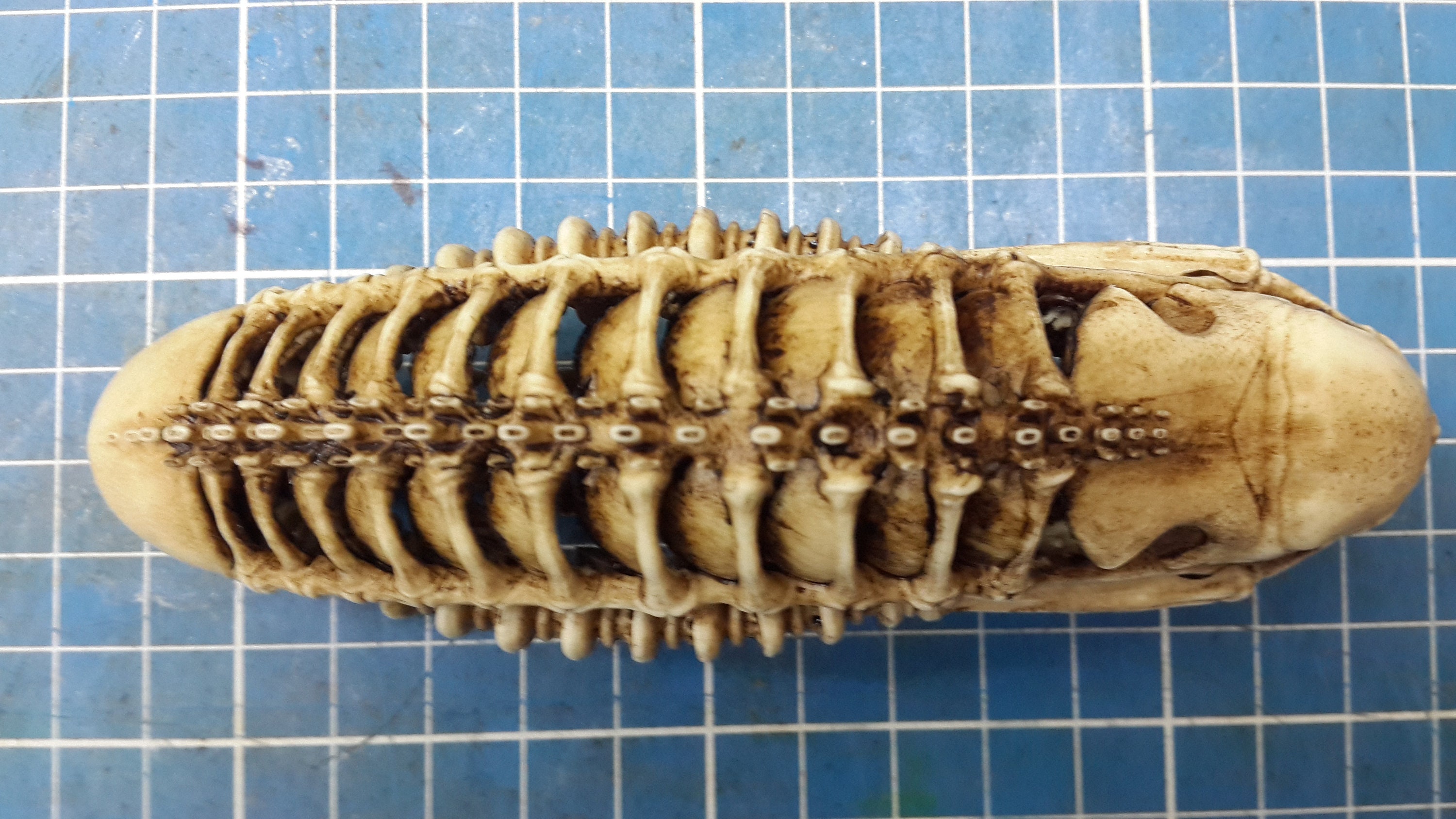 Xenomorph Alien Skull 1/6 Scale - Etsy