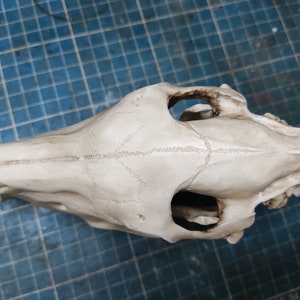 3D Horse Skull, Horse Anatomy, Horse Skull 1/3 Scale Replica, Horse ...