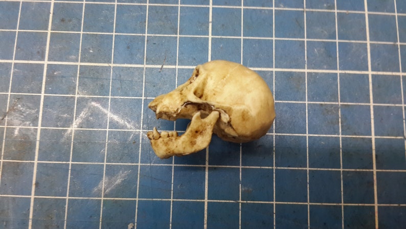 1/6 Scale Chimpanzee and Macaque Skull | Etsy
