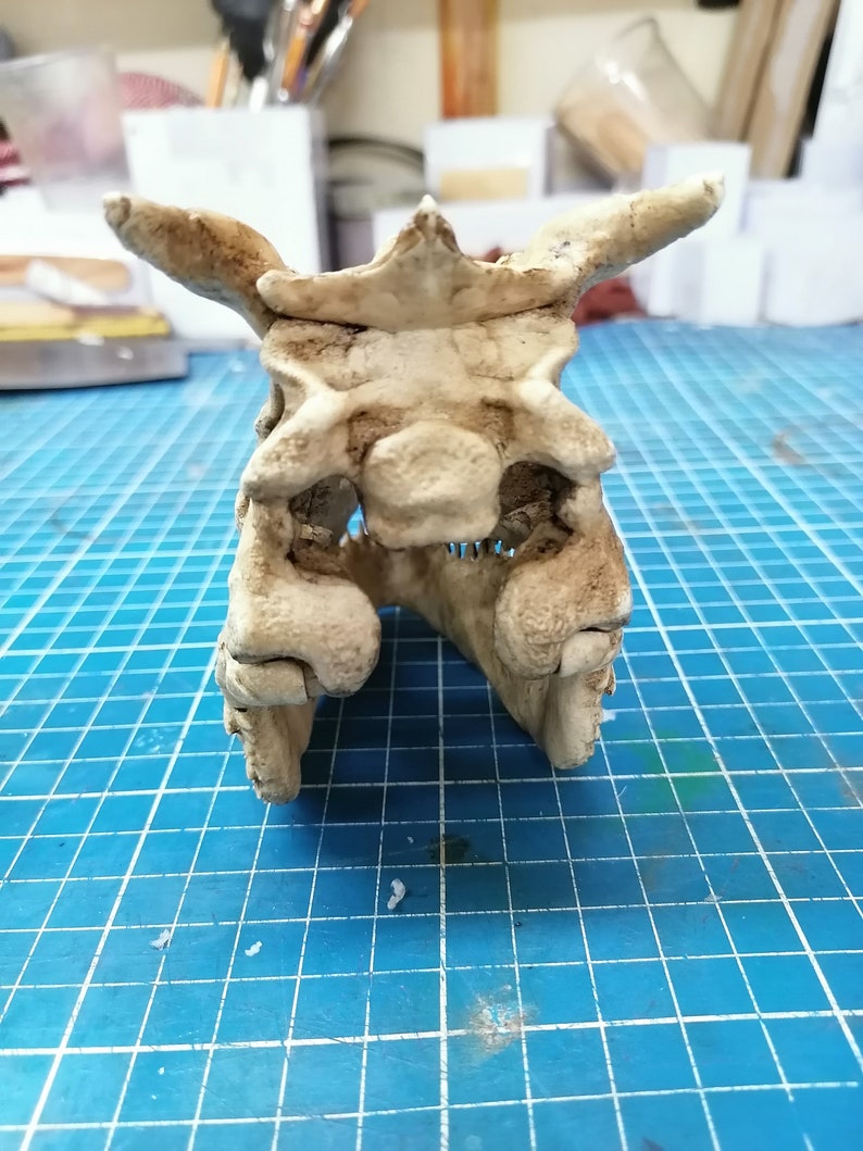 Tigrex Skull monster Hunter - Etsy