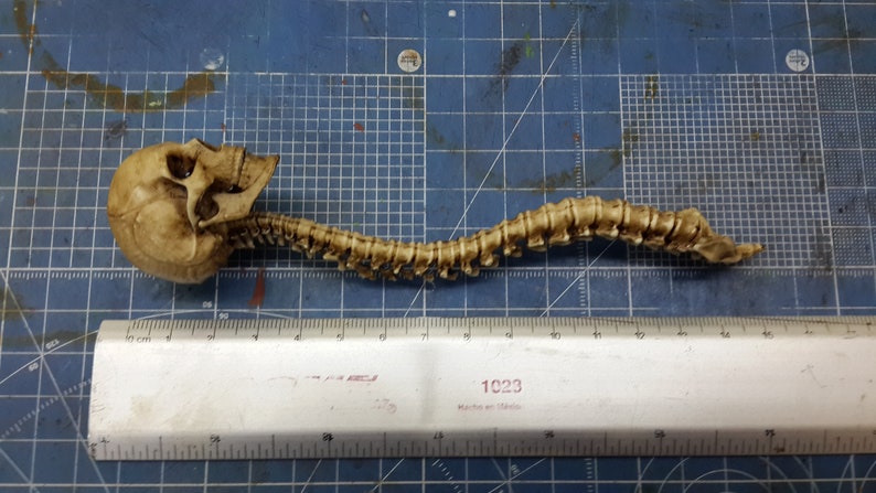 1/6 Scale Human Skull With Spine - Etsy