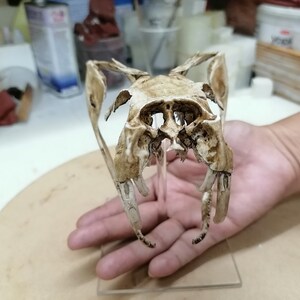 Gabon Viper Skull 1/1 Scale Replica - Etsy