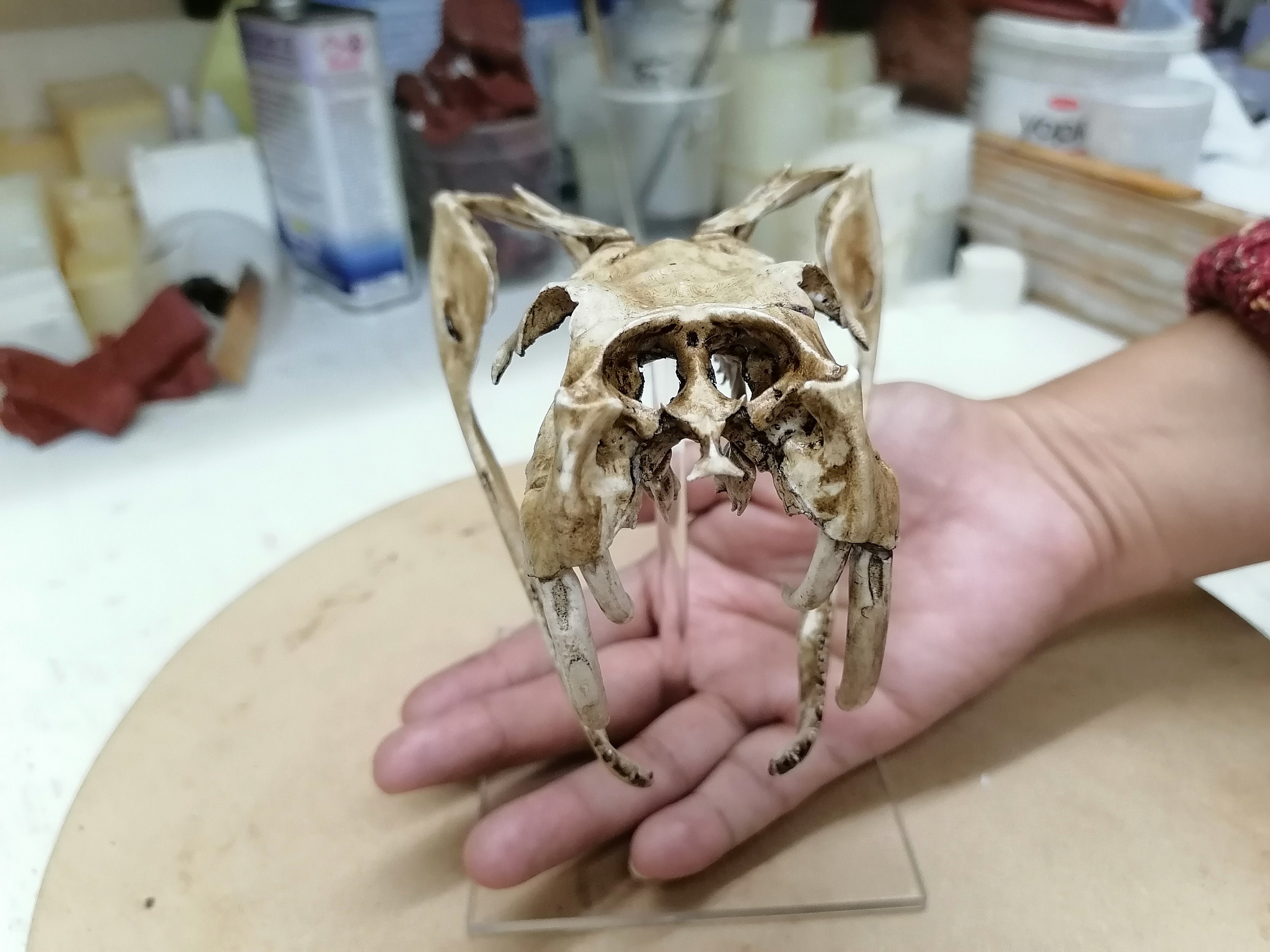 Gabon Viper Skull 1/1 Scale Replica | Etsy