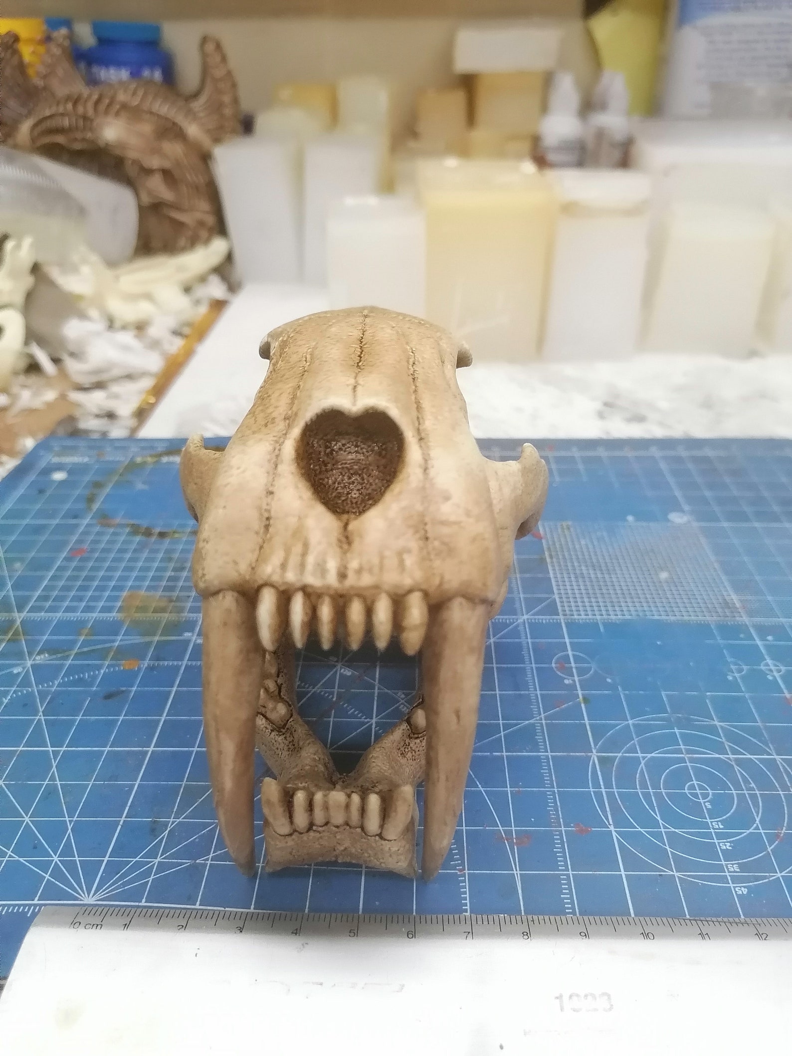 Sabertooth Skull 1/3 Scale smilodon - Etsy