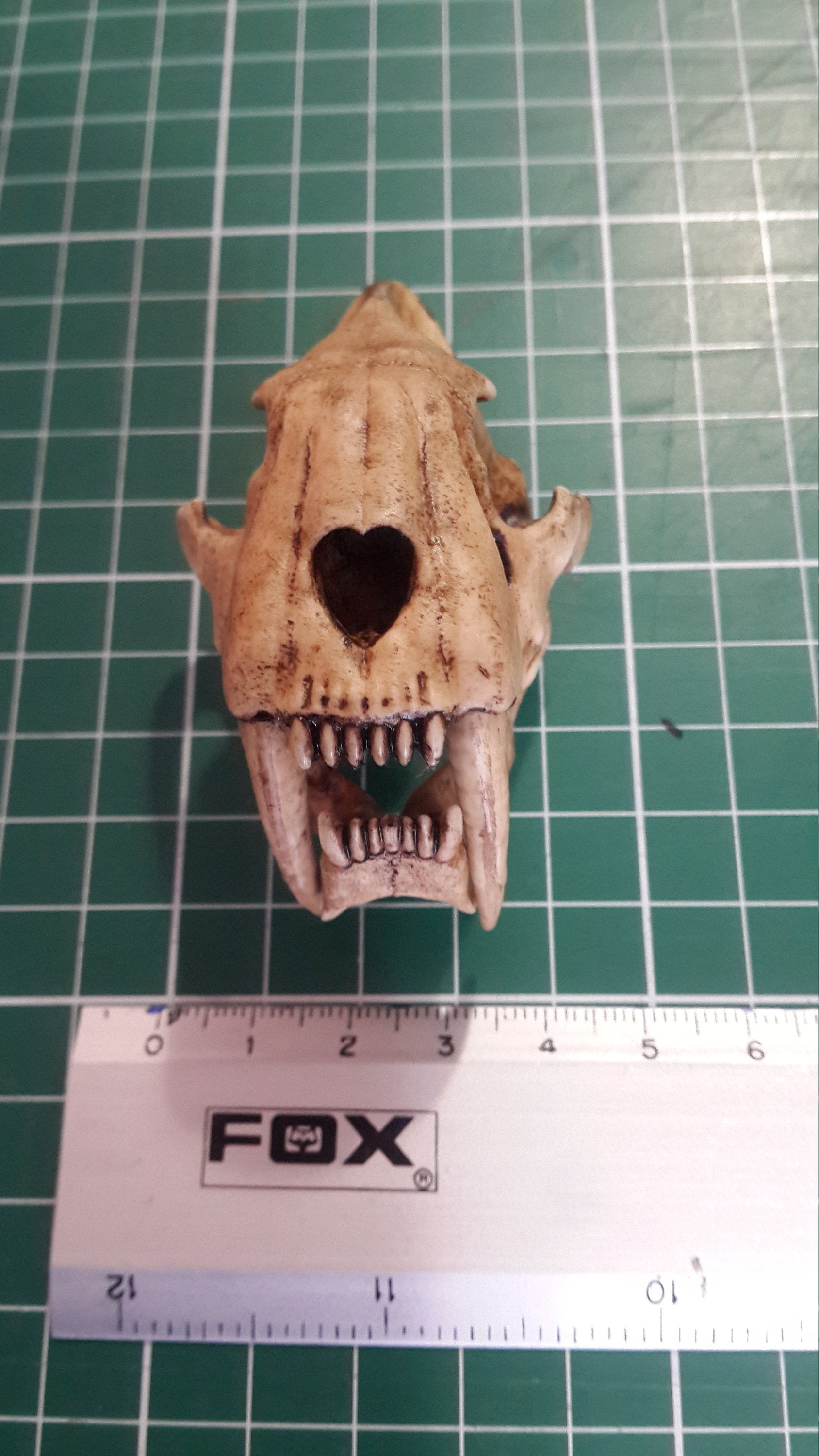 Sabertooth Skull 1/6 Scale smilodon - Etsy