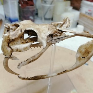 Gabon Viper Skull 1/1 Scale Replica - Etsy