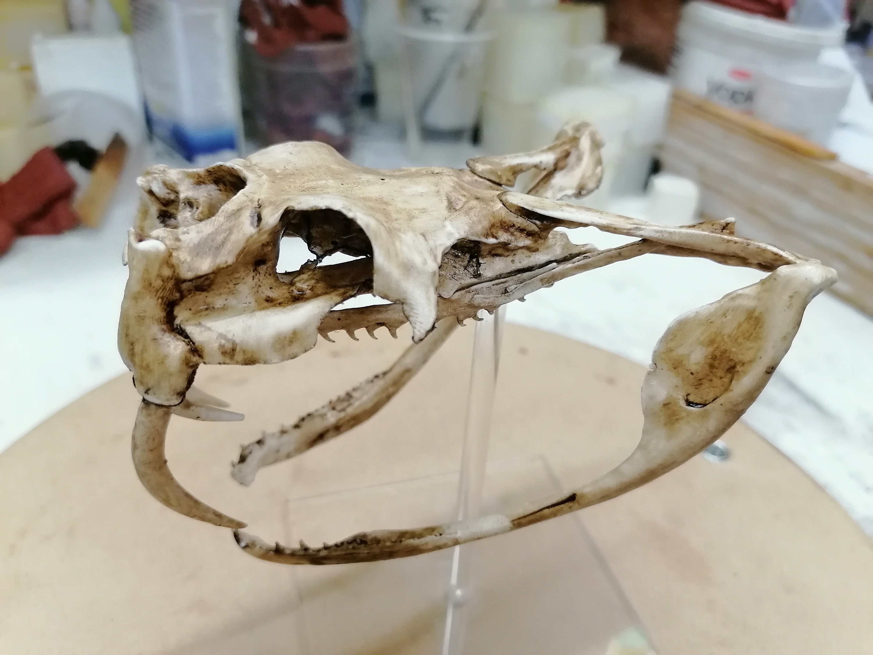 Gabon Viper Skull 1/1 Scale Replica - Etsy