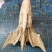 Dragon Brachy-dios Skull With Articulated Jaw - Etsy