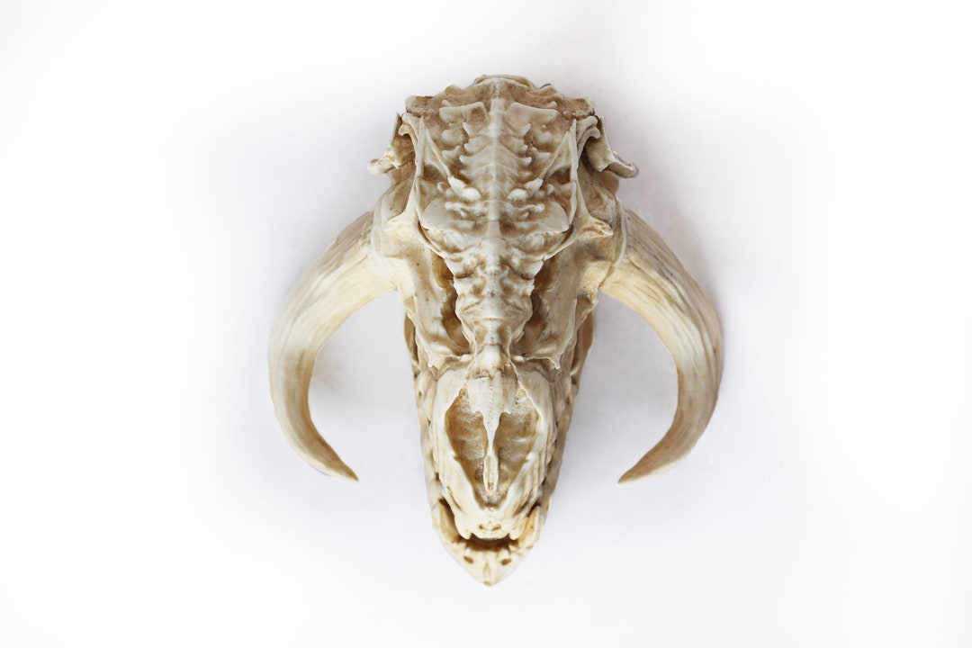 Mythic Saurus Skull PETIT Size Moveable Jaw Far Away Galaxy - Etsy