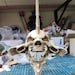 EVA01 Skull evangelion Moveable Jaw - Etsy