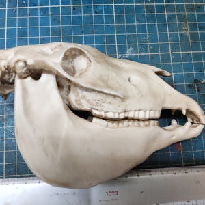 Horse Skull Replica: 1/3 Scale Anatomy Decor - Etsy