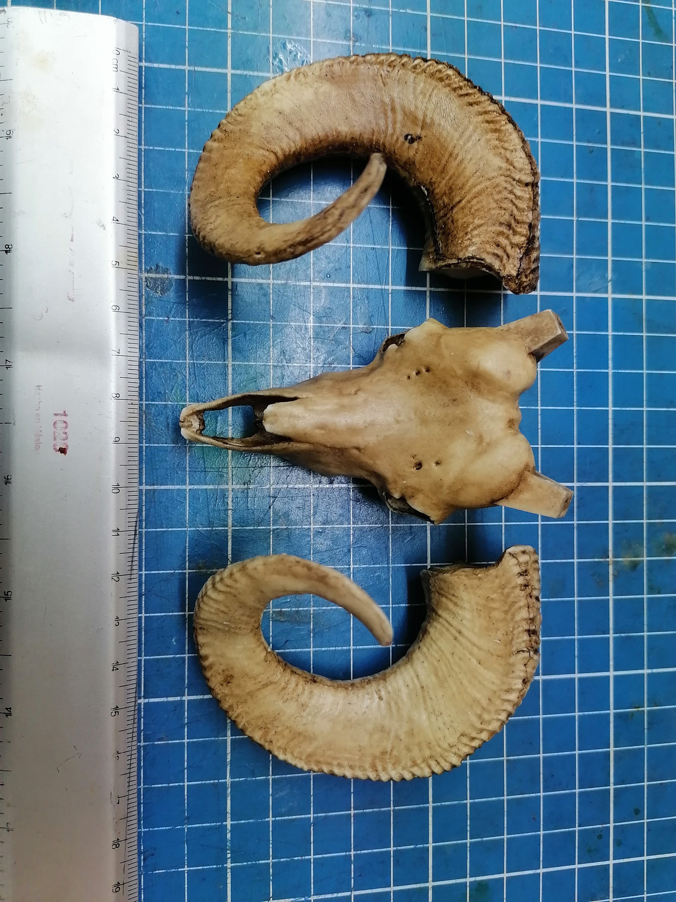 Ram Skull 1/3 Scale | Etsy