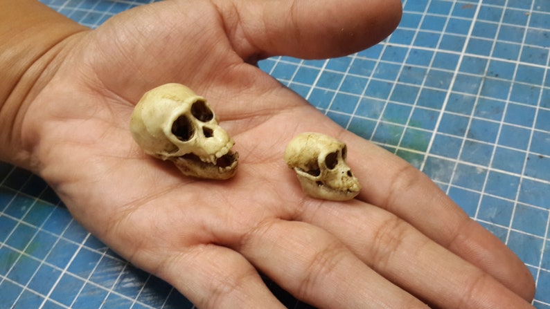 1/6 Scale Chimpanzee and Macaque Skull | Etsy