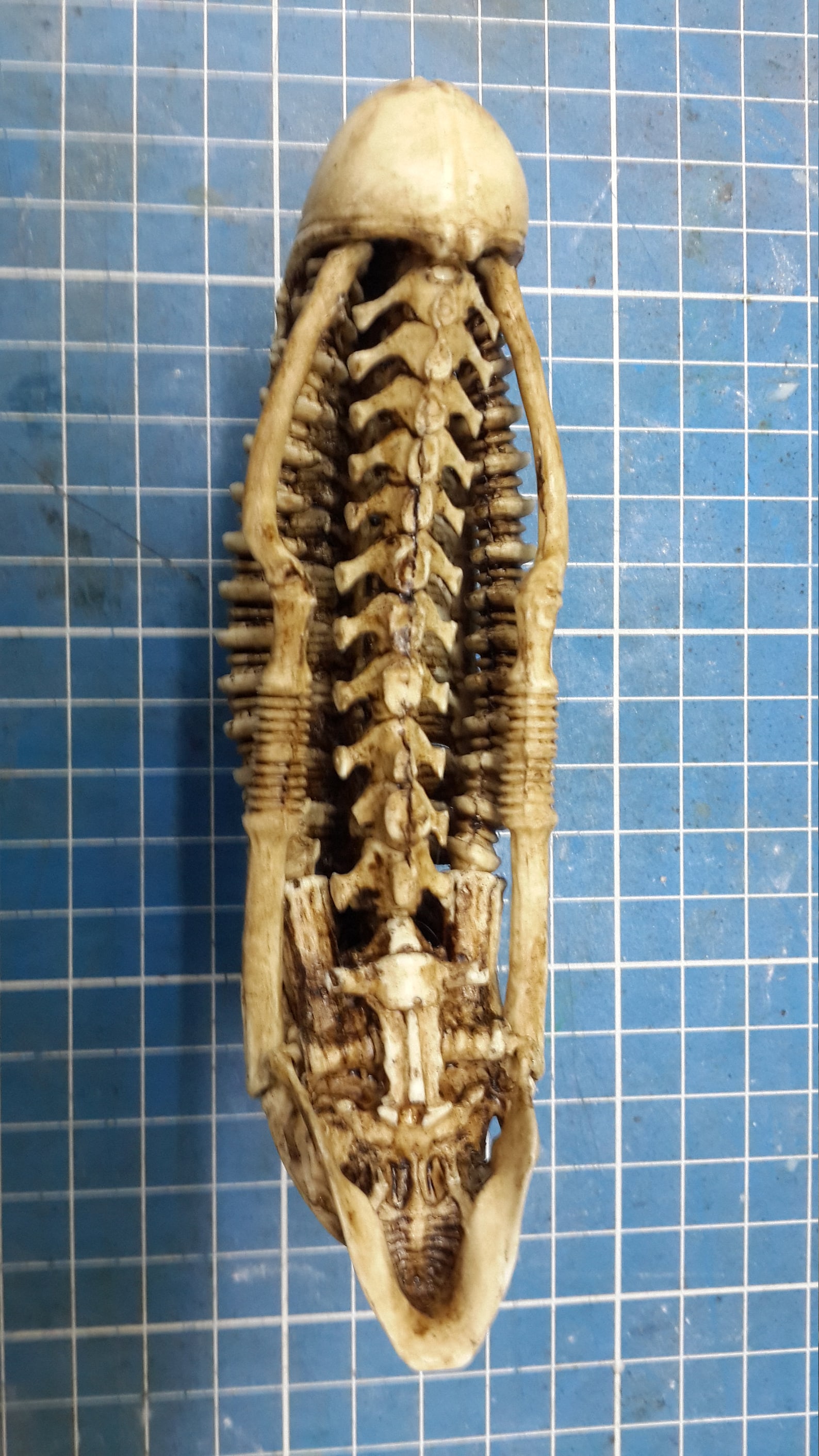 Xenomorph Alien Skull 1/6 Scale - Etsy
