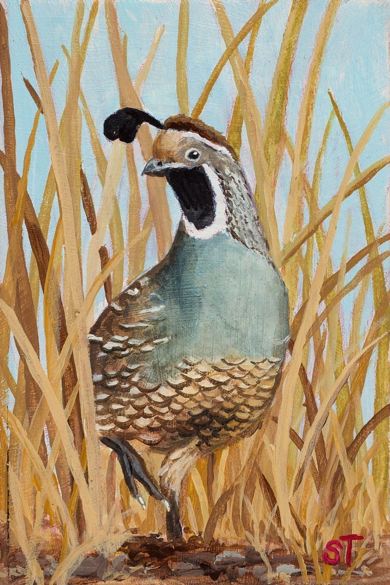 California Quail Art Print Non-archival Fine Art Prints Wall Art - Etsy