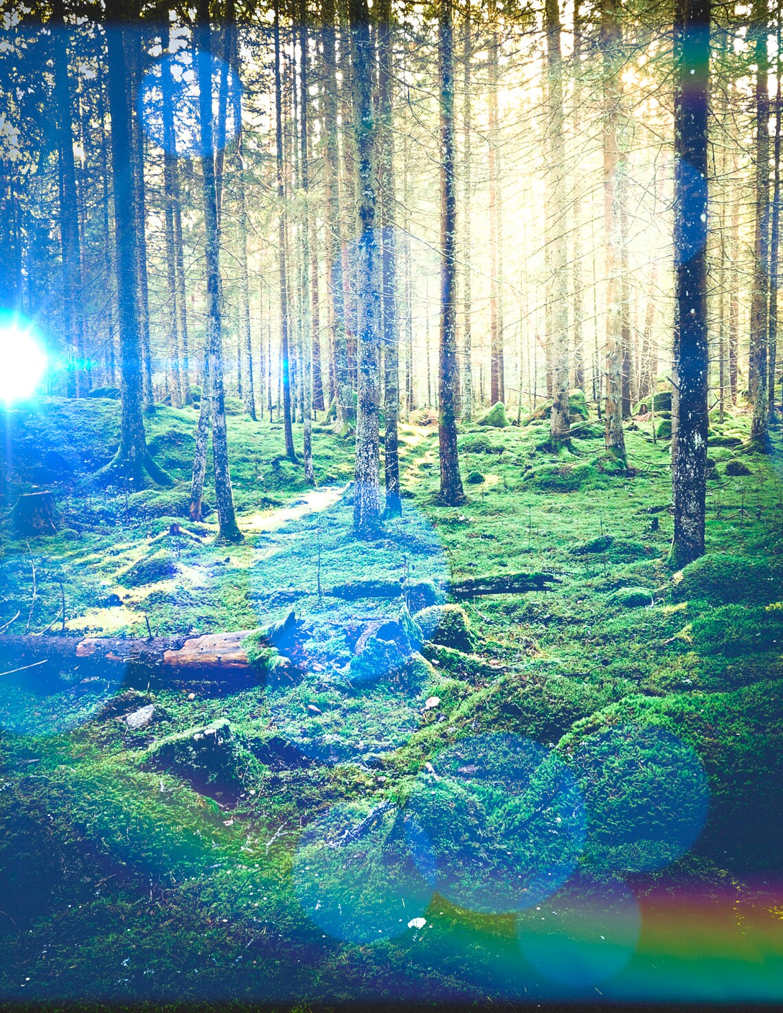 Enchanted Forest Digital Paper - Etsy