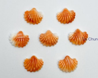 Spiny Scallop Shell - Etsy