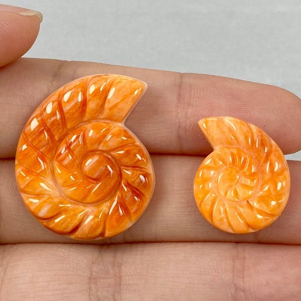 Nautilus Shell - Etsy