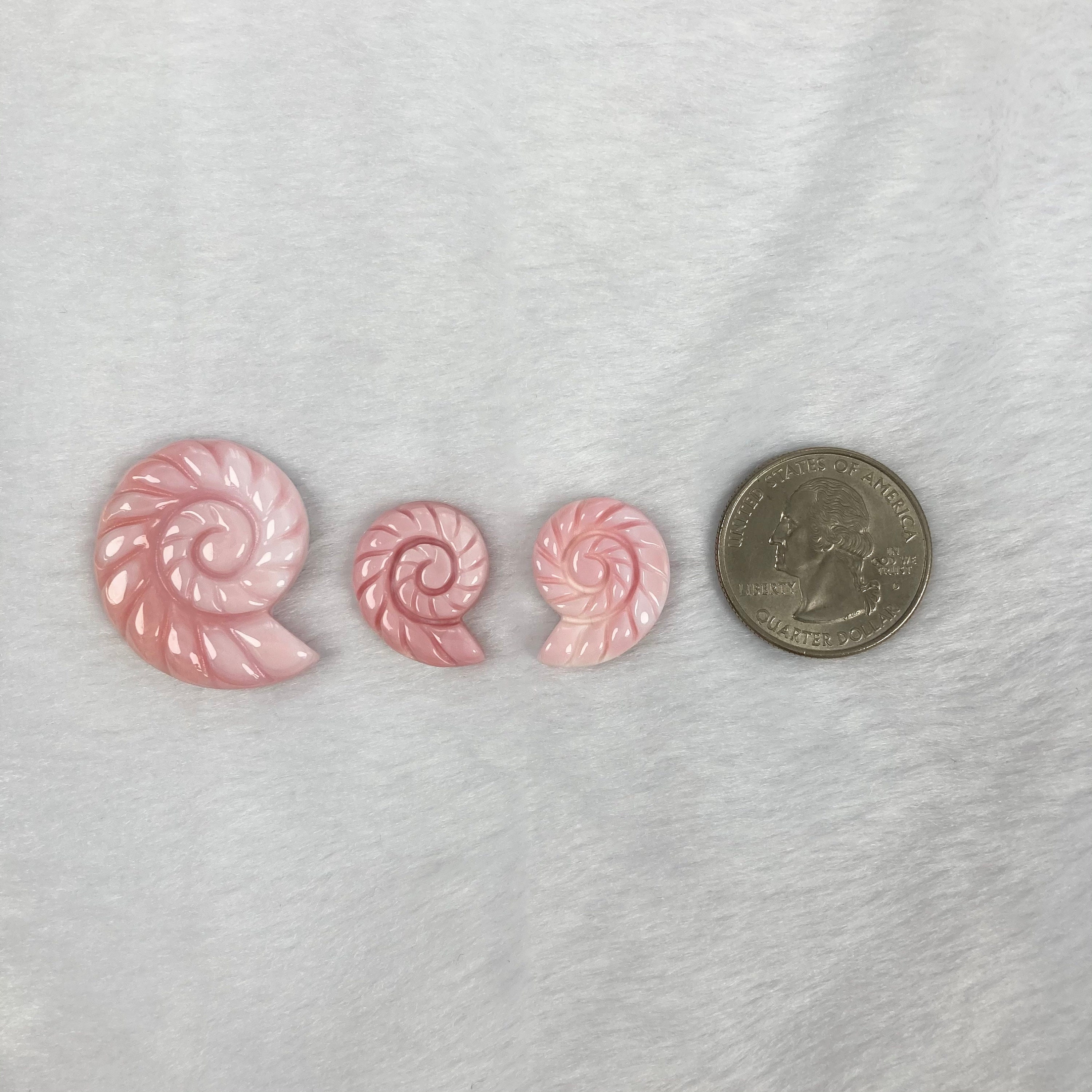 10pc Reina Concha Concha Tallada Espiral Nautilus Shell - Etsy España
