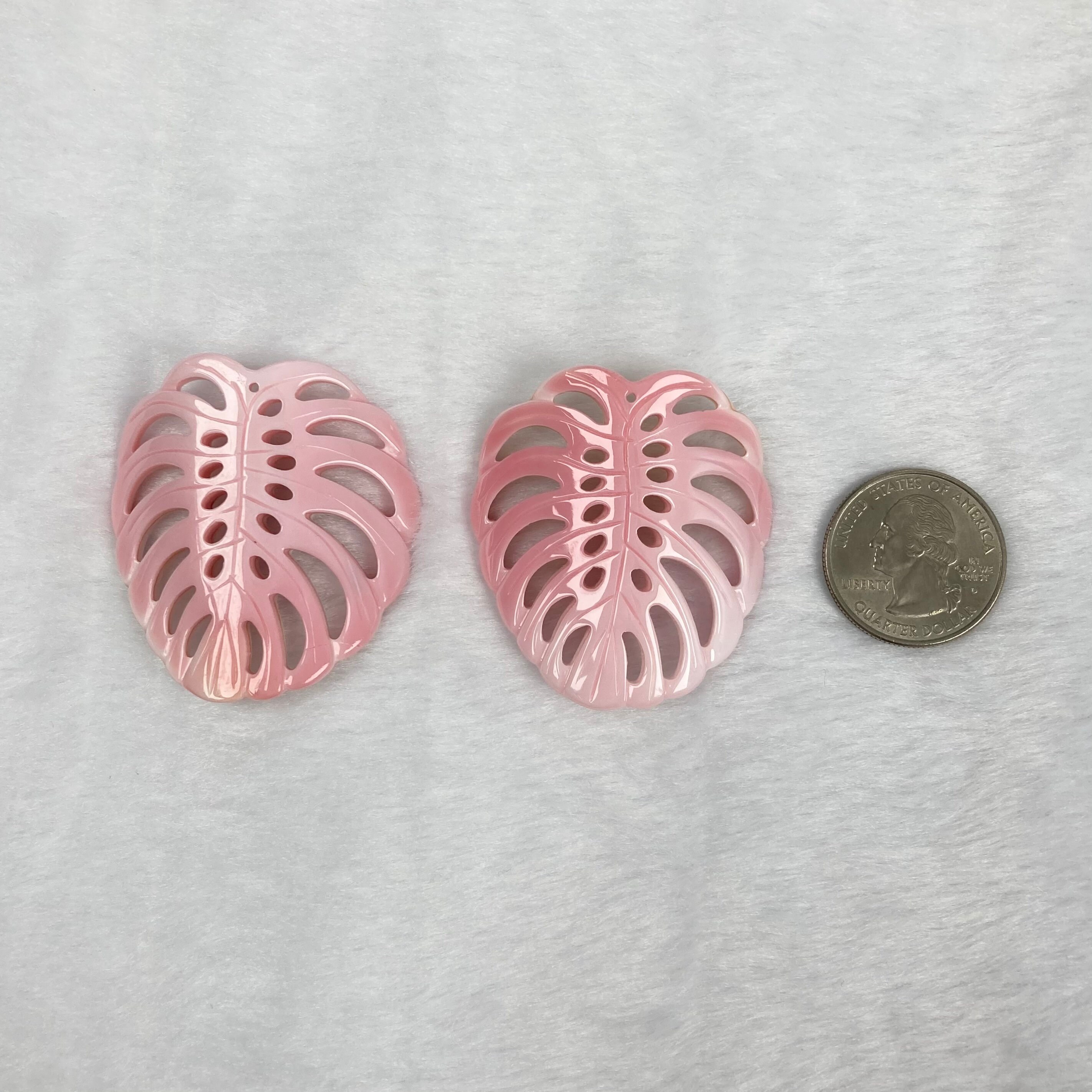 10pc Queen Conch Shell Monstera Deliciosa Variegated Pink Leaf - Queen ...