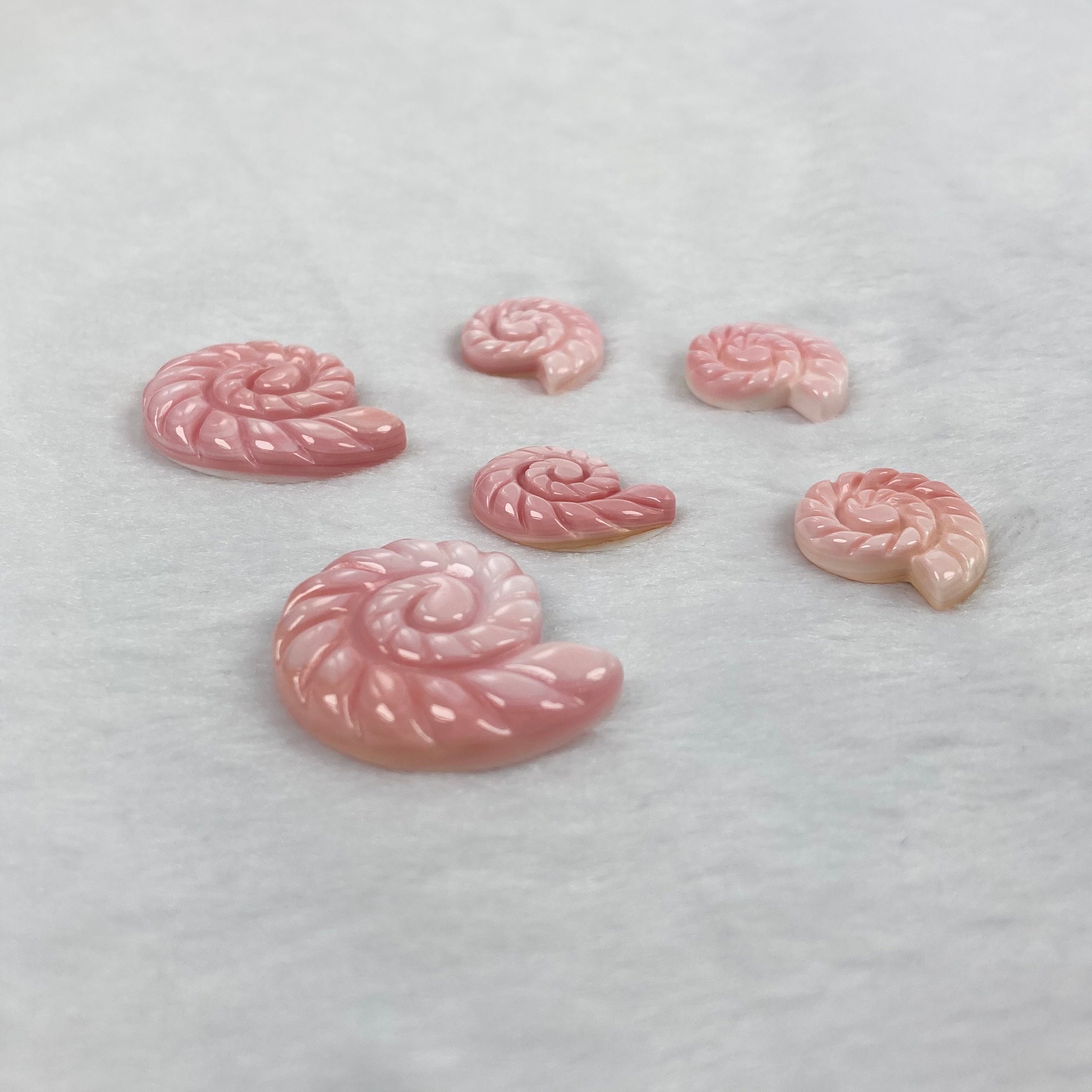 10pc Reina Concha Concha Tallada Espiral Nautilus Shell - Etsy España