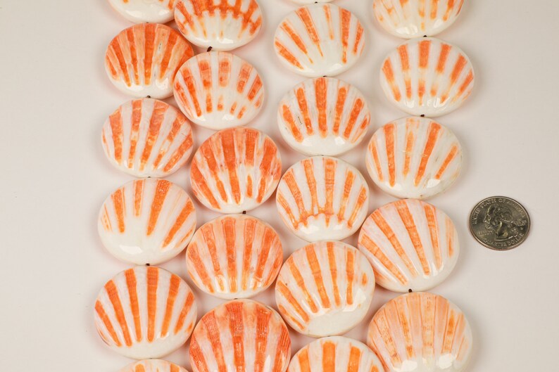 16 40mm Rare Ellipsoid Chunky Spiny Oyster Shell Natural - Etsy