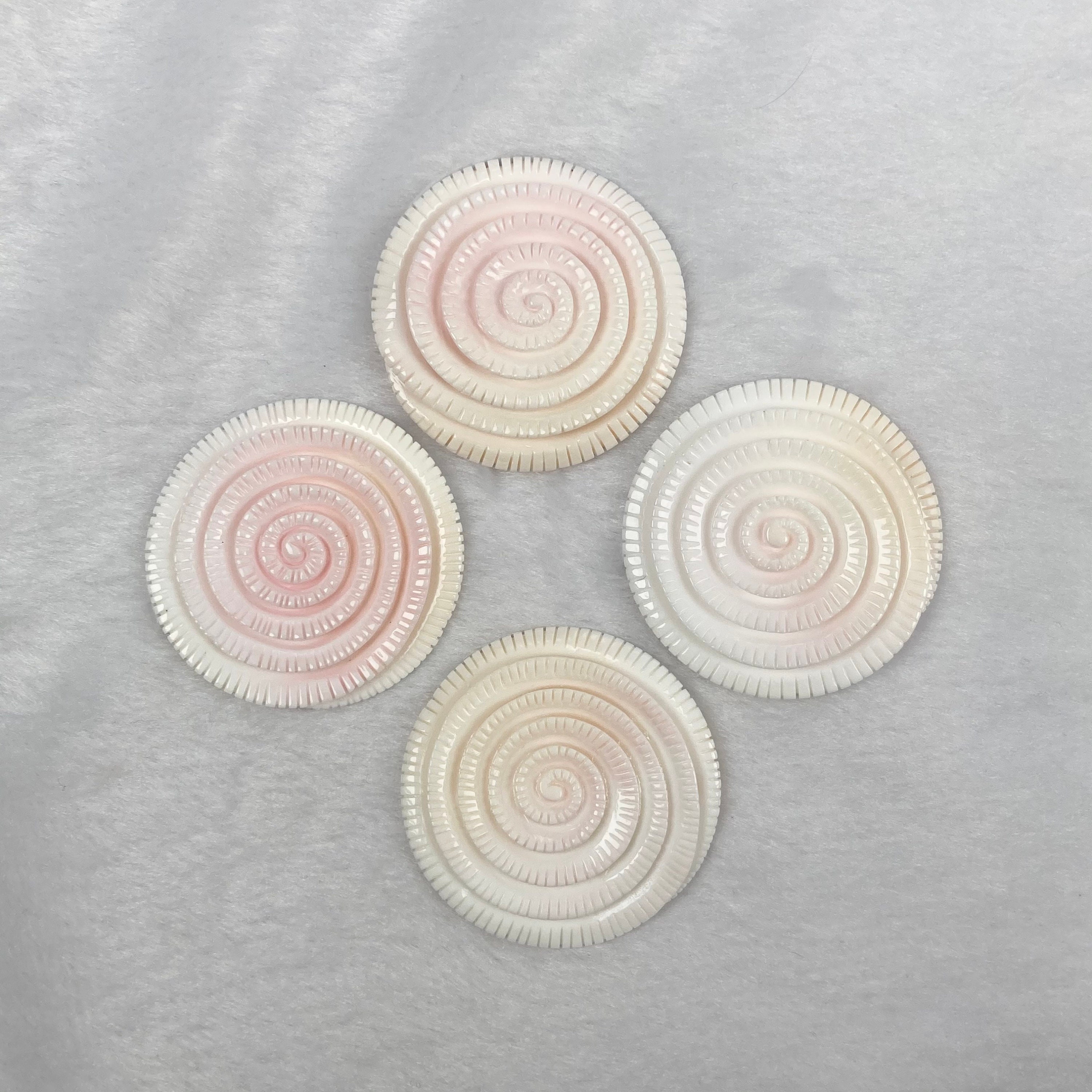 12pc Queen Conch Shell Carved Spiral Loose Piece Queen Conch - Etsy