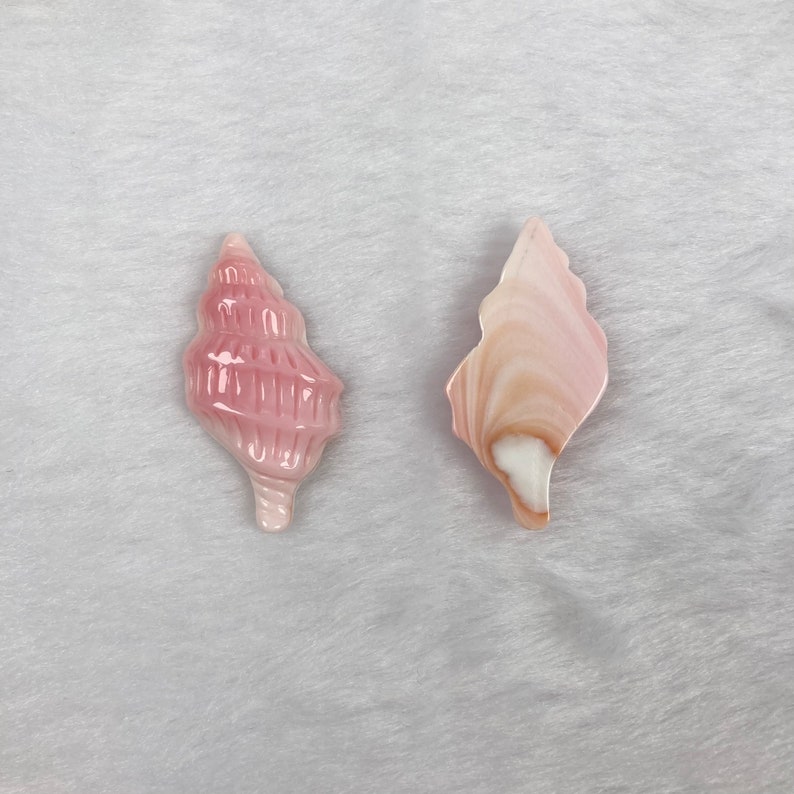 10pc Queen Conch Shell Carved Shell Cabochon Queen Conch - Etsy