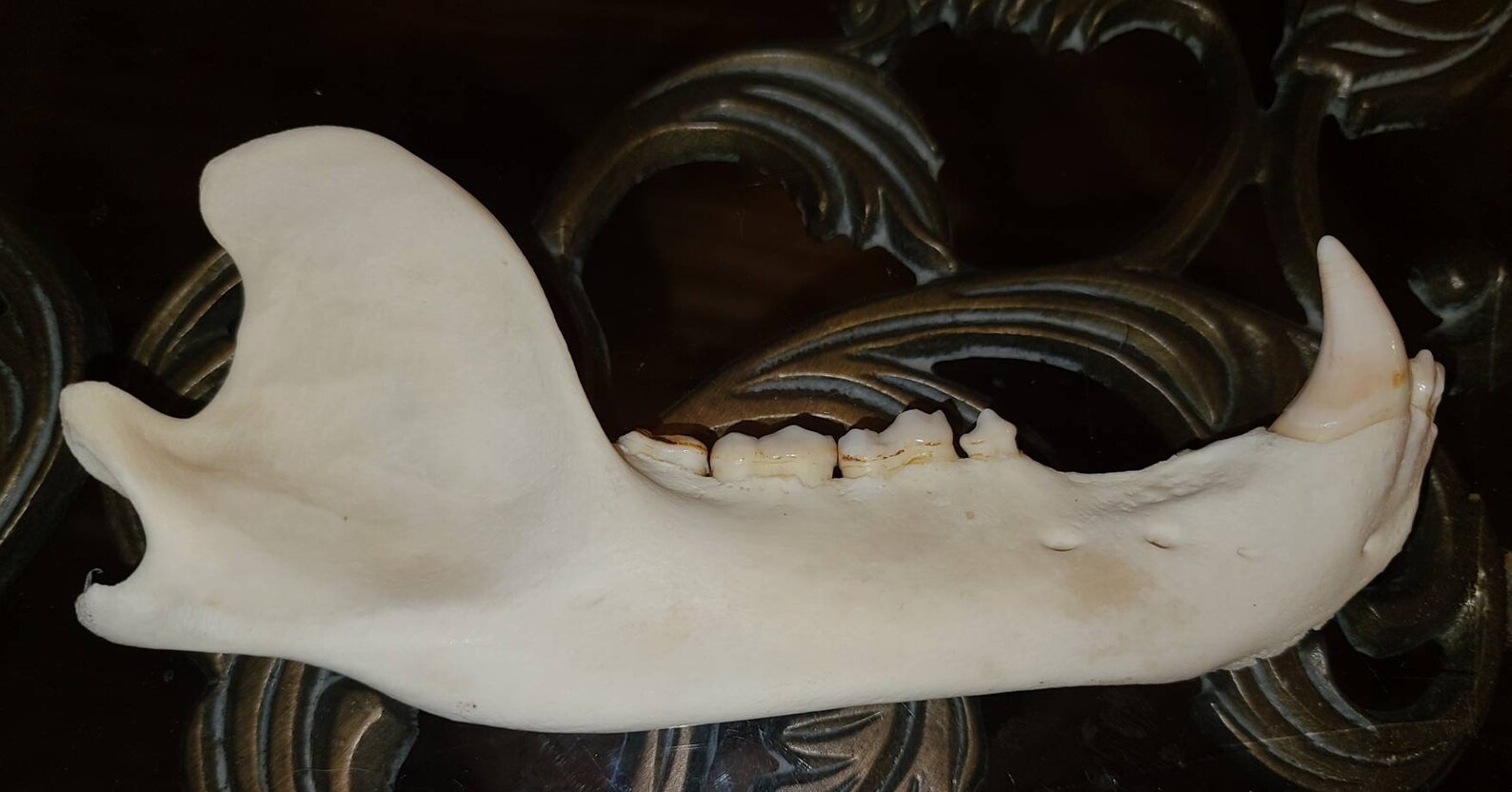 Black Bear Jaw Bone 7 1/2 Long With All Teeth | Etsy