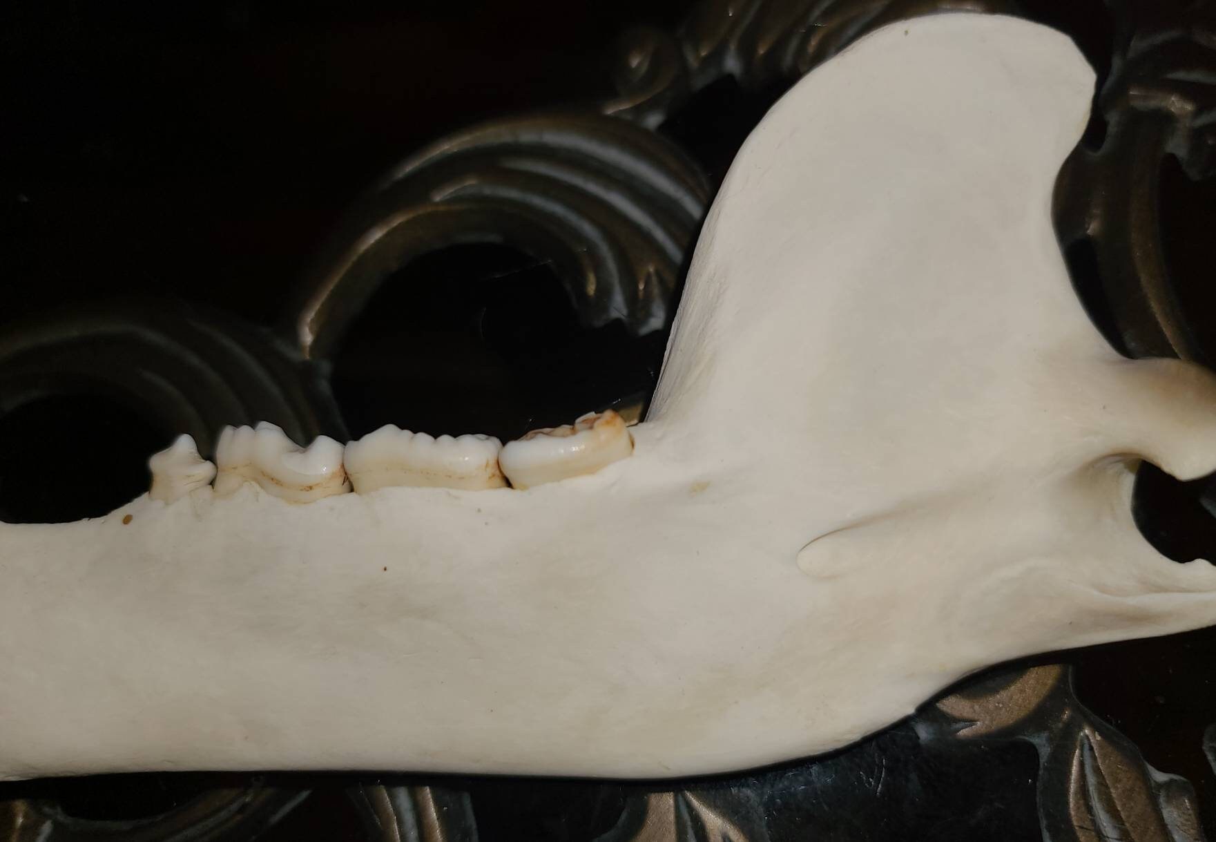 Black Bear Jaw Bone 7 1/2 Long With All Teeth | Etsy