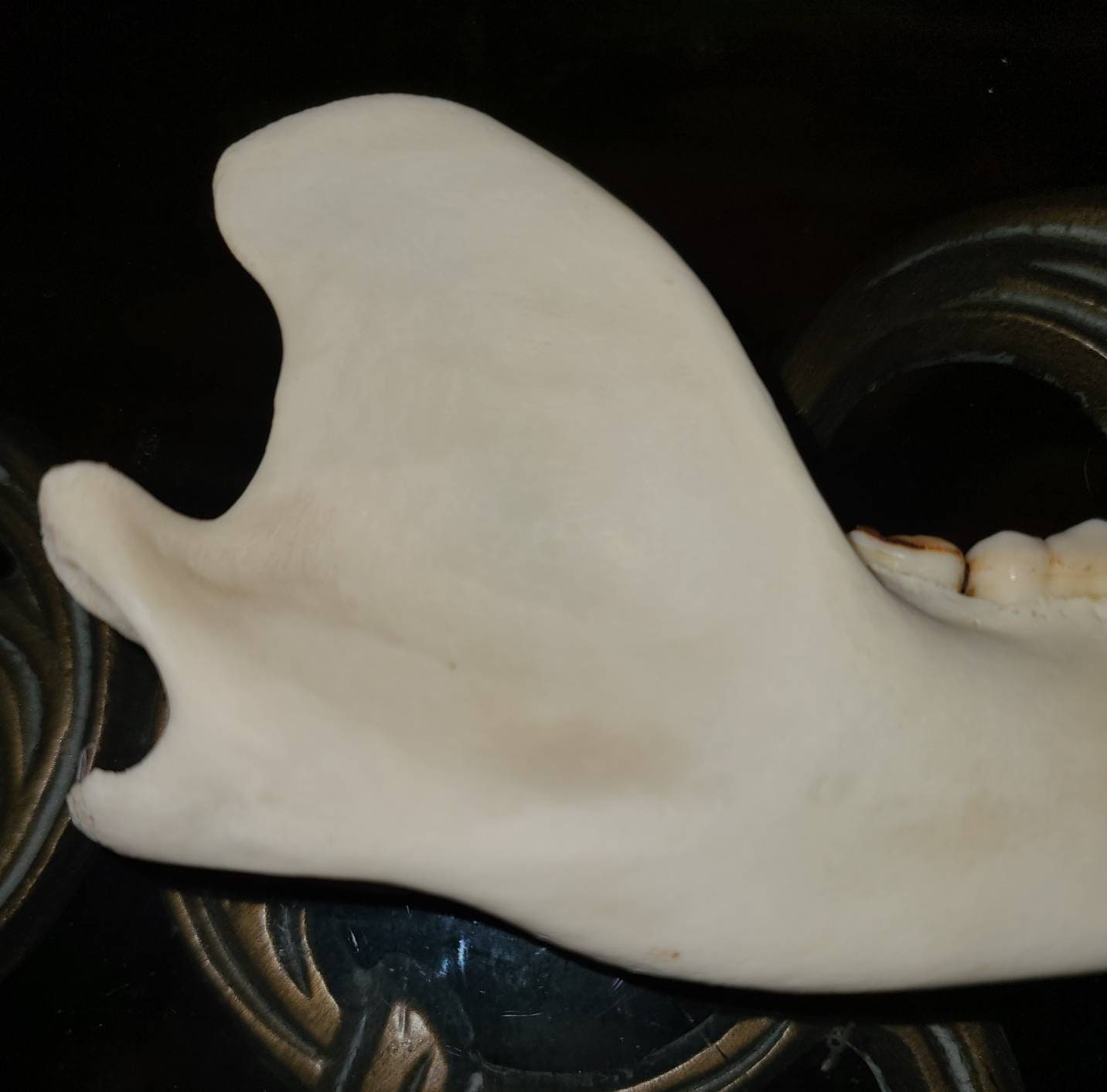 Black Bear Jaw Bone 7 1/2 Long With All Teeth | Etsy