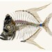 Lookdown Fish Signed Fine Art Print Gilclee 12 X 10 Inch - Etsy