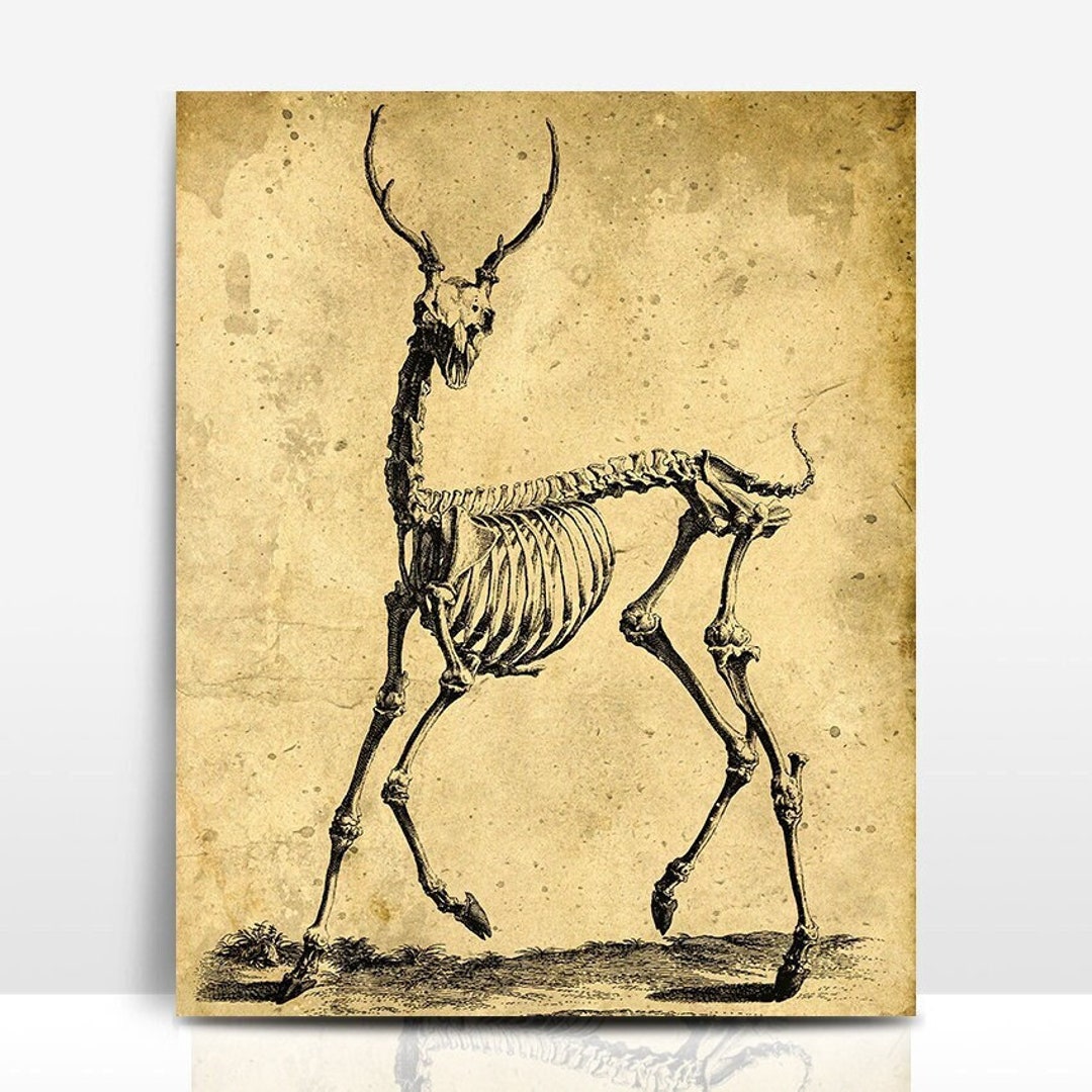 Anatomy Specimen Poster Skeleton Deer Illustration, Dark Academia Decor ...