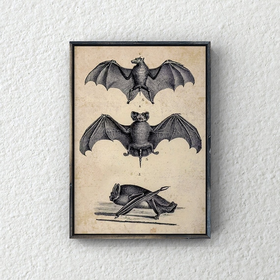 Vintage Bat Illustration
