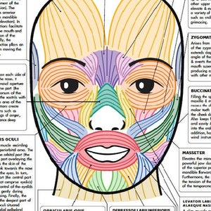 Facial Muscles and Their Functions Guide PRINTABLE/ INSTANT - Etsy