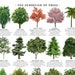Tree Meaning Reference Chart, PRINTABLE / INSTANT DOWNLOAD Pdf, 'at-a ...