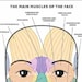 Facial Muscles and Their Functions Guide, (printable/ Instant Digital ...