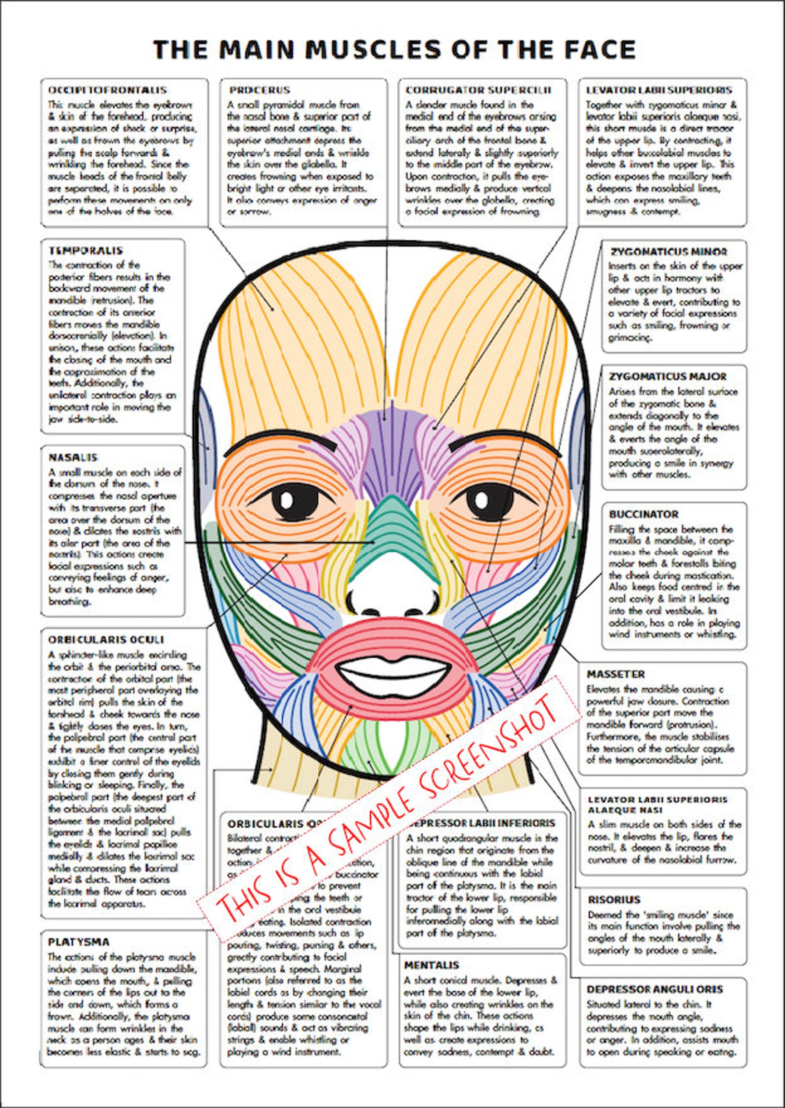 Facial Muscles and Their Functions Guide, (printable/ Instant Digital ...