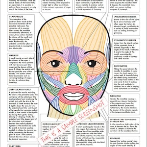 Facial Muscles and Their Functions Guide, (printable/ Instant Digital ...