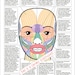 Facial Muscles and Their Functions Guide, PRINTABLE/ INSTANT DOWNLOAD ...