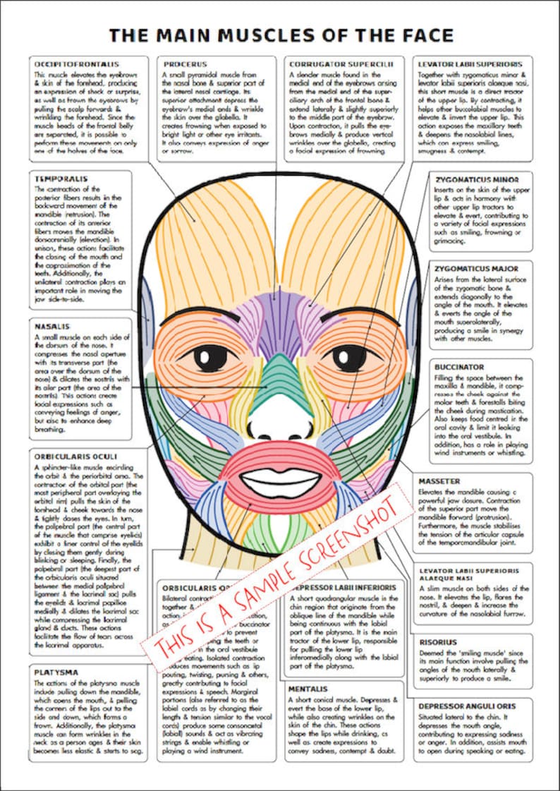 Facial Muscles and Their Functions Guide, (printable/ Instant Digital ...