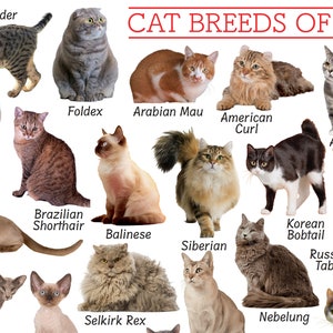 Cat Breeds Poster, Reference Chart, PRINTABLE DOWNLOAD PRINT, Cute 'at-a-glance' Identification ...