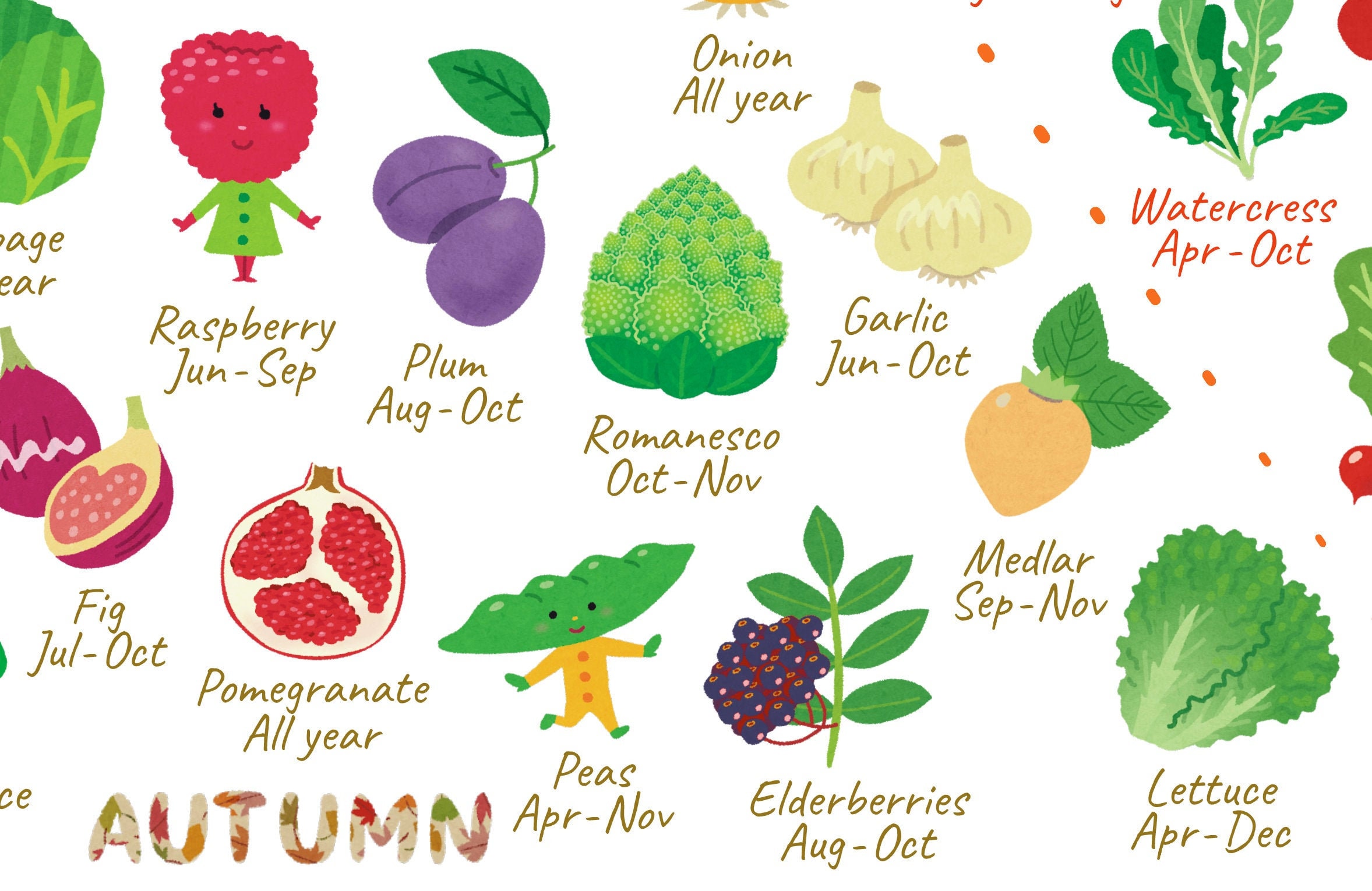 Seasonal food guide PRINTABLE/ DOWNLOADABLE educational | Etsy