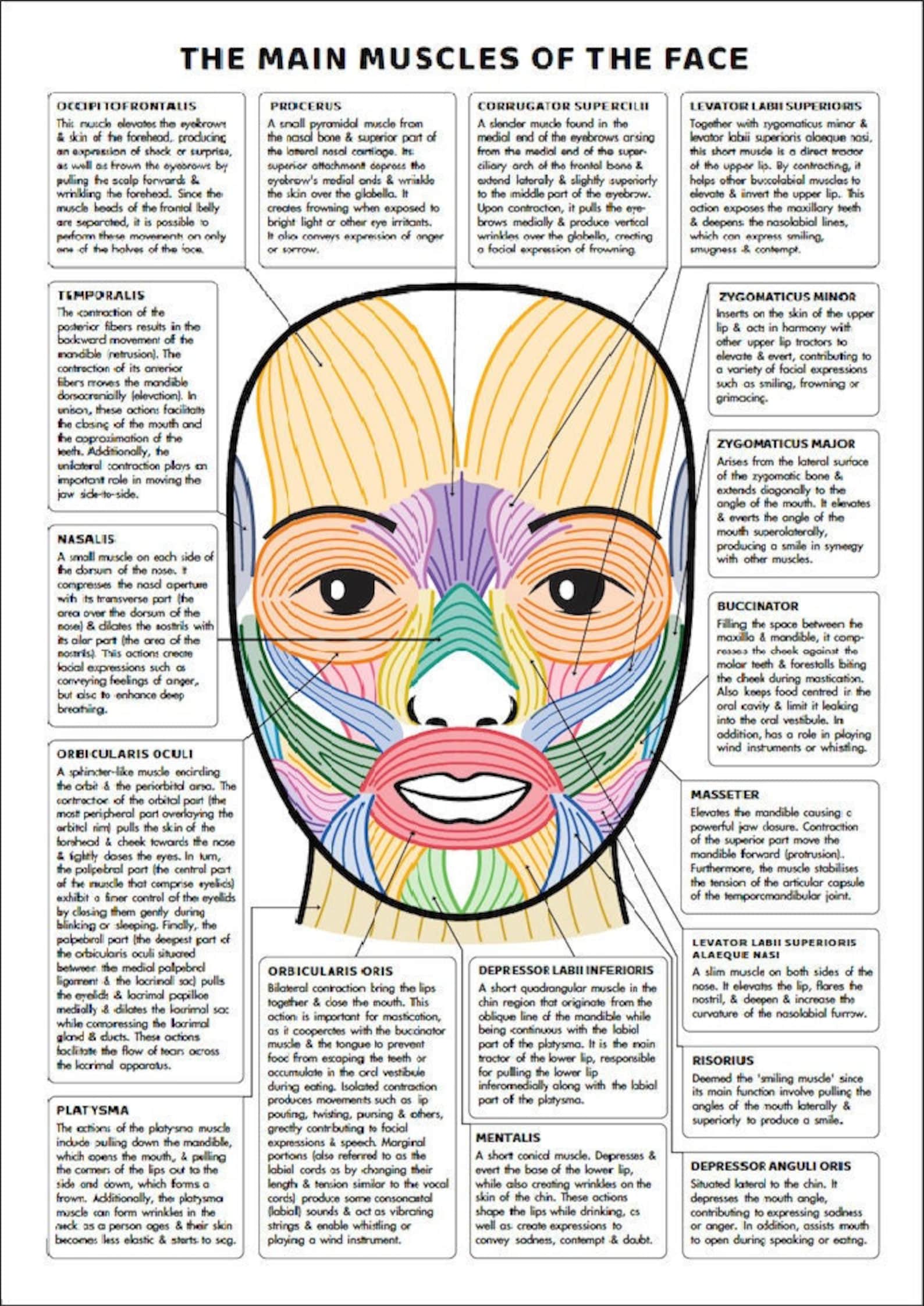 Facial Muscles And Their Functions Guide PRINTABLE INSTANT Etsy UK Facial Muscles And Their Functions Guide PRINTABLE INSTANT Etsy UK