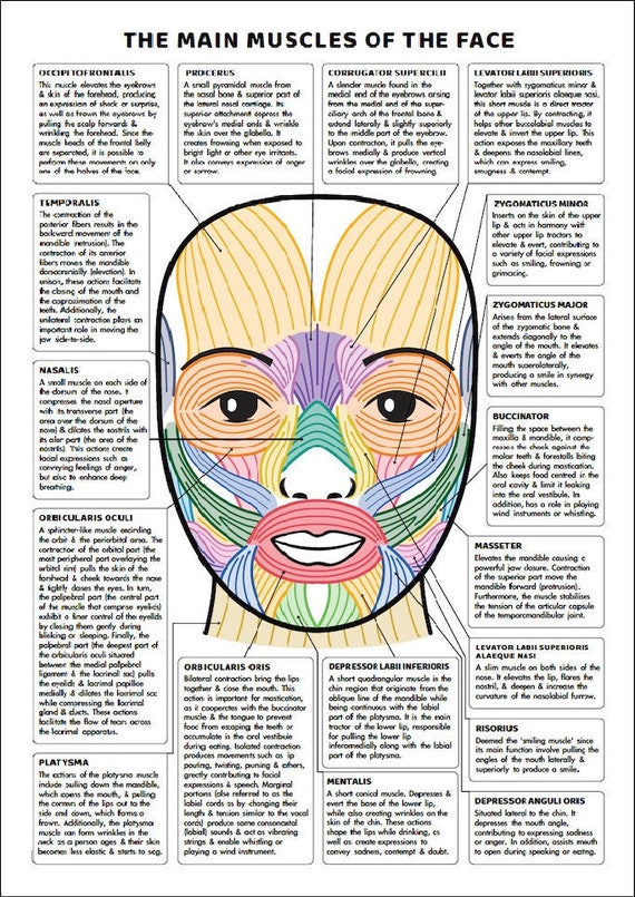 Facial Muscles and Their Functions Guide PRINTABLE/ INSTANT - Etsy UK