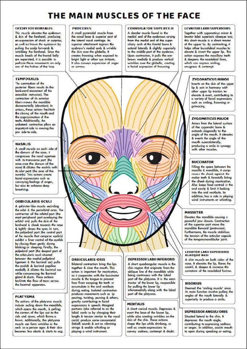 Facial Muscles And Their Functions Guide PRINTABLE INSTANT Etsy Finland