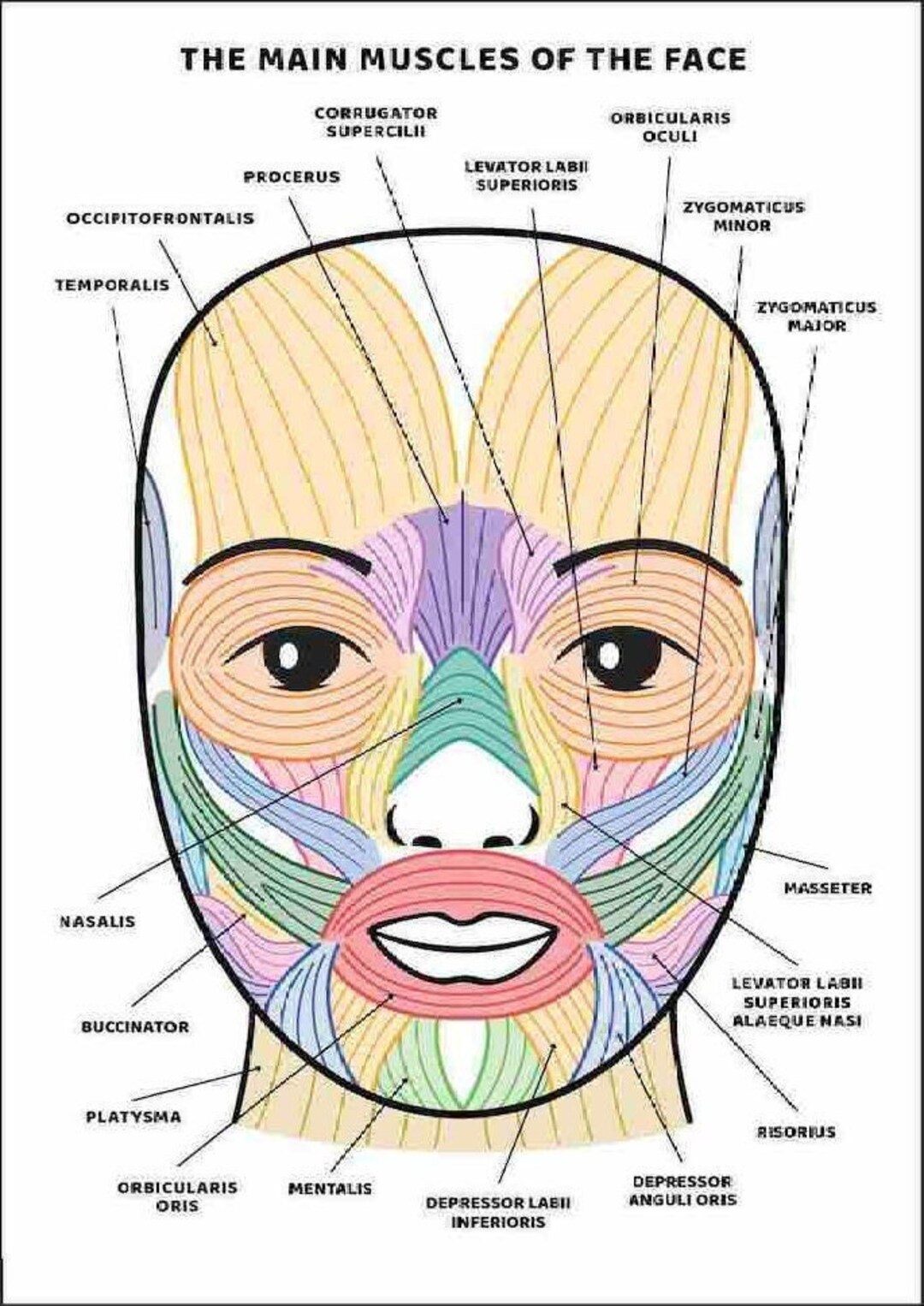 Facial Muscles and Their Functions Guide PRINTABLE/ INSTANT - Etsy
