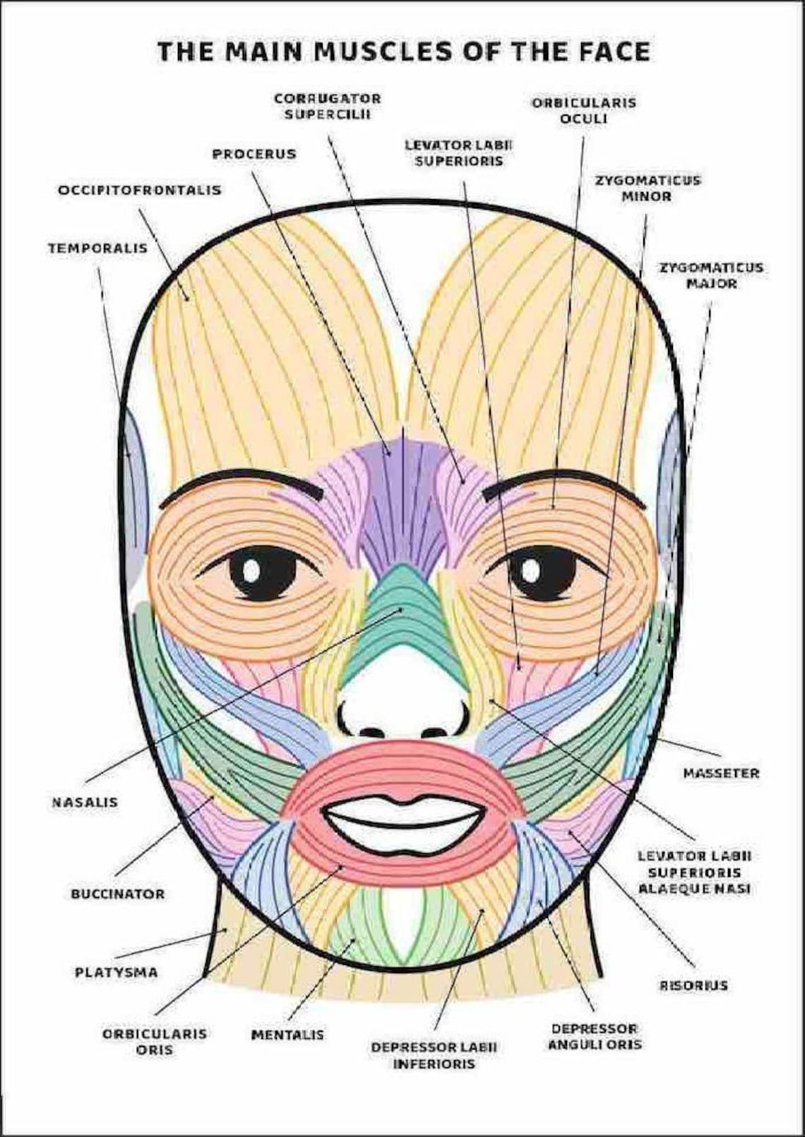 Facial Muscles and Their Functions Guide PRINTABLE/ INSTANT - Etsy