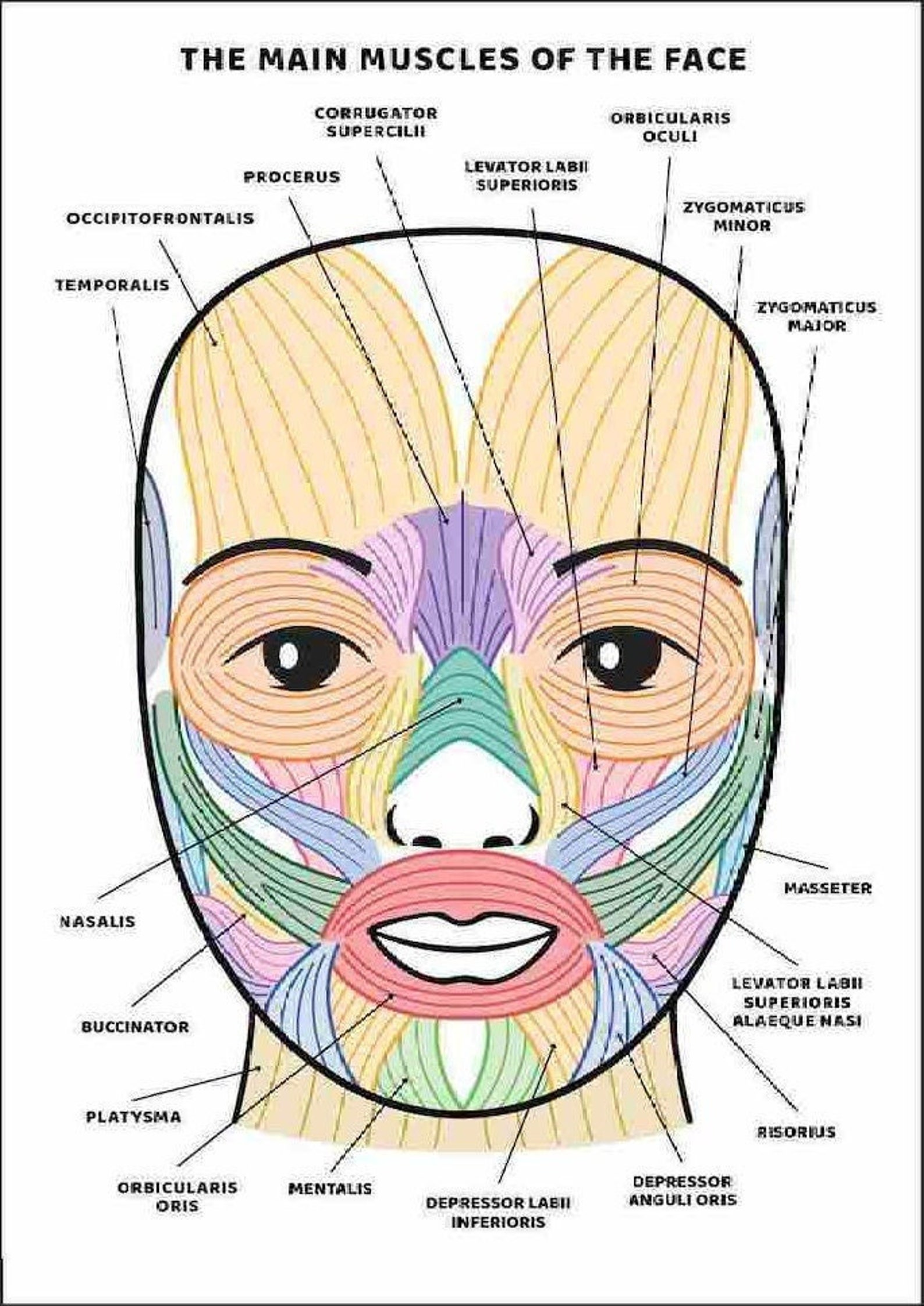Facial Muscles and Their Functions Guide PRINTABLE/ INSTANT - Etsy